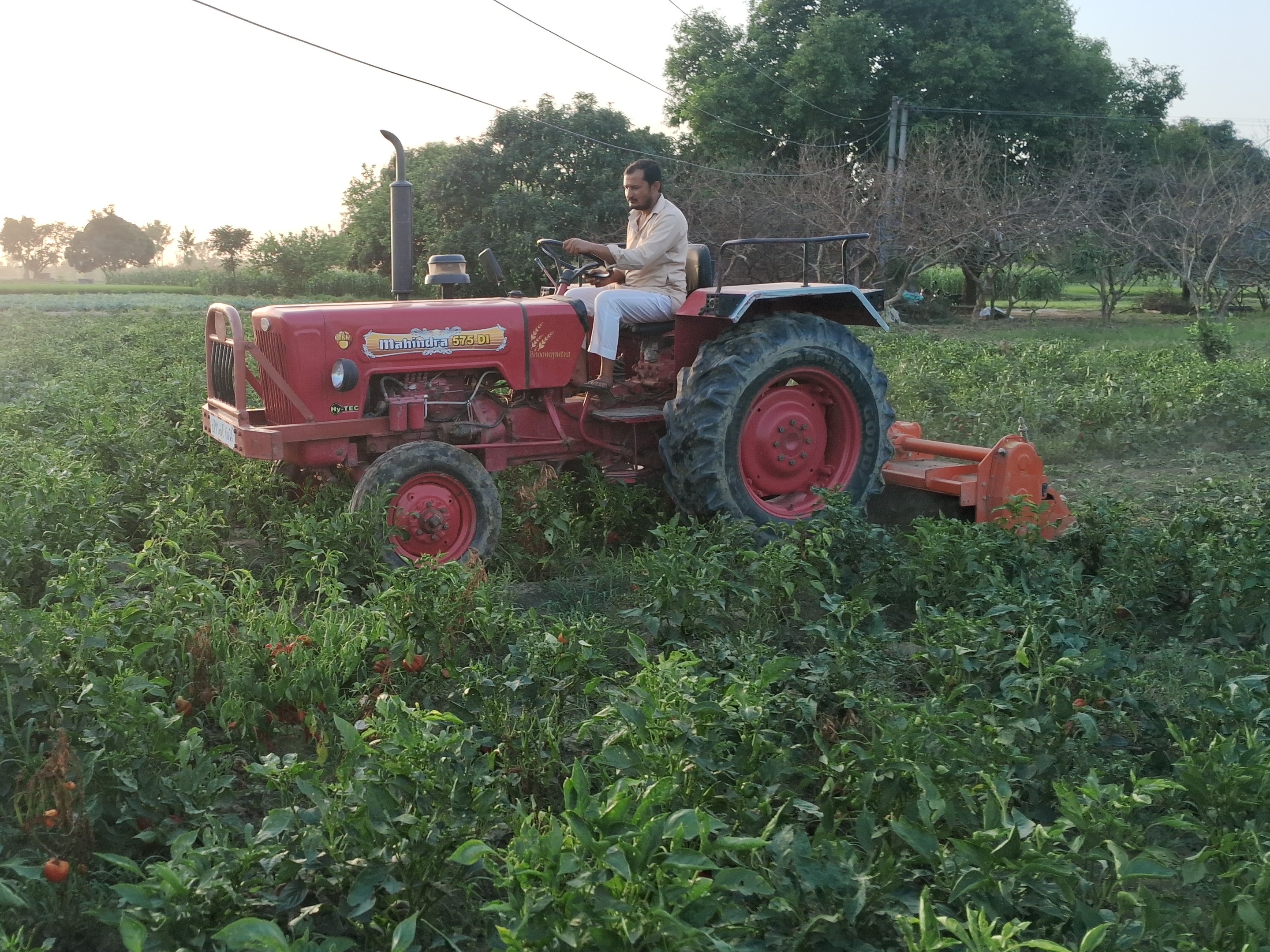 Gangoh Farmers Destroy Crops Due to Hailstorm & Market Slump