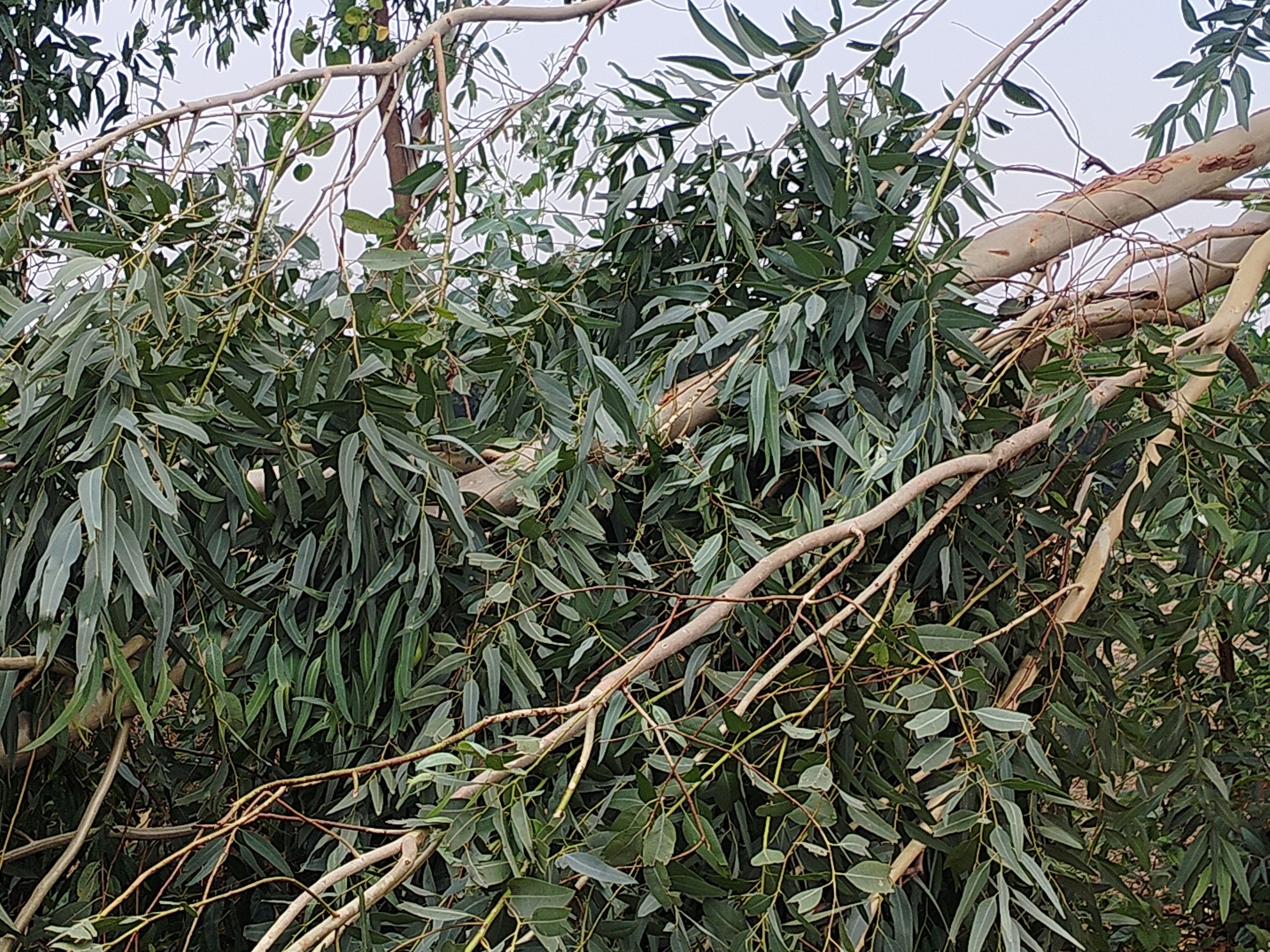 Ayodhya Storm Damage: Mango & Sheesham Trees Fall