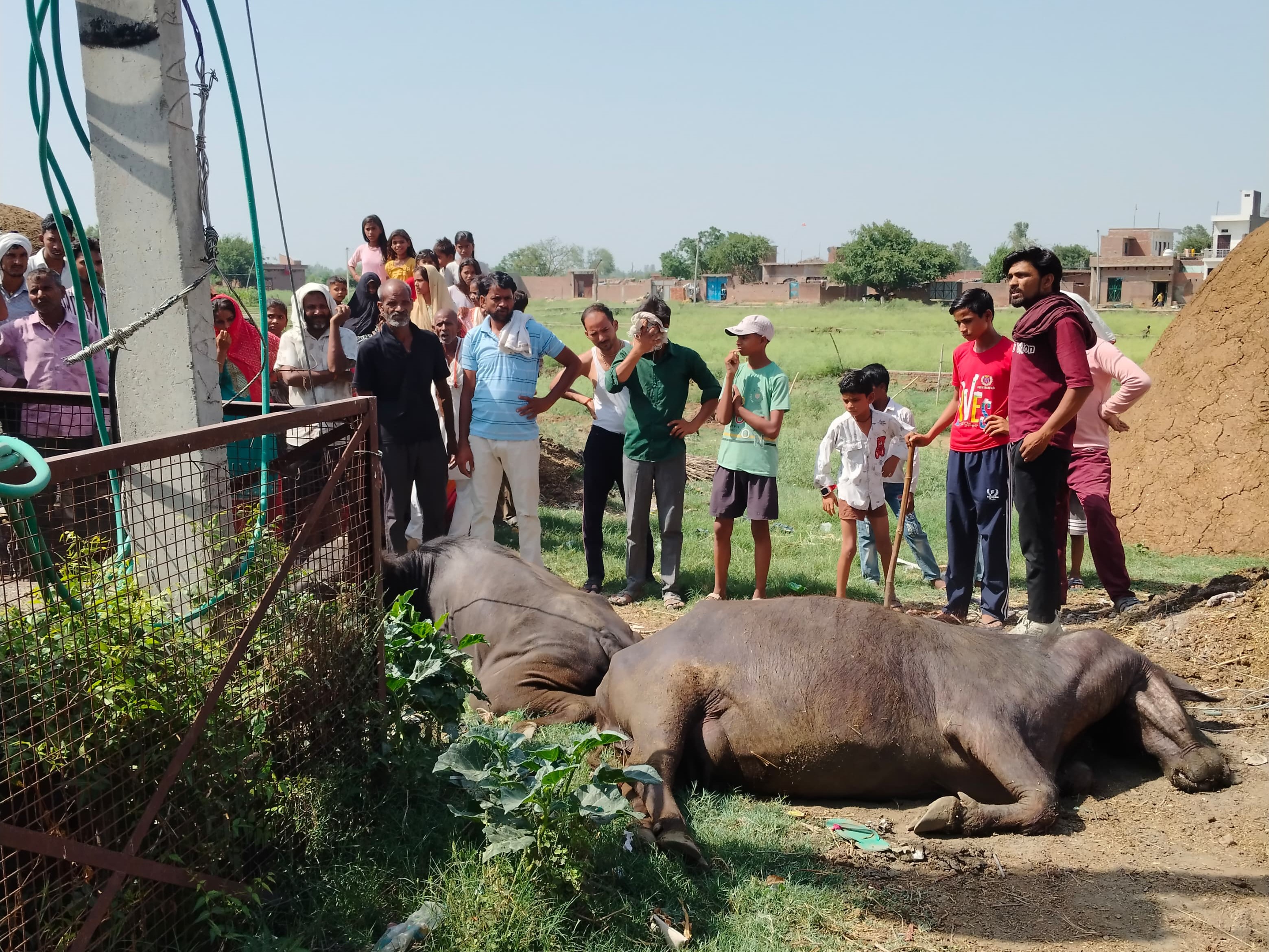 Badaun Transformer Current Kills 2 Buffaloes | Villagers Outraged