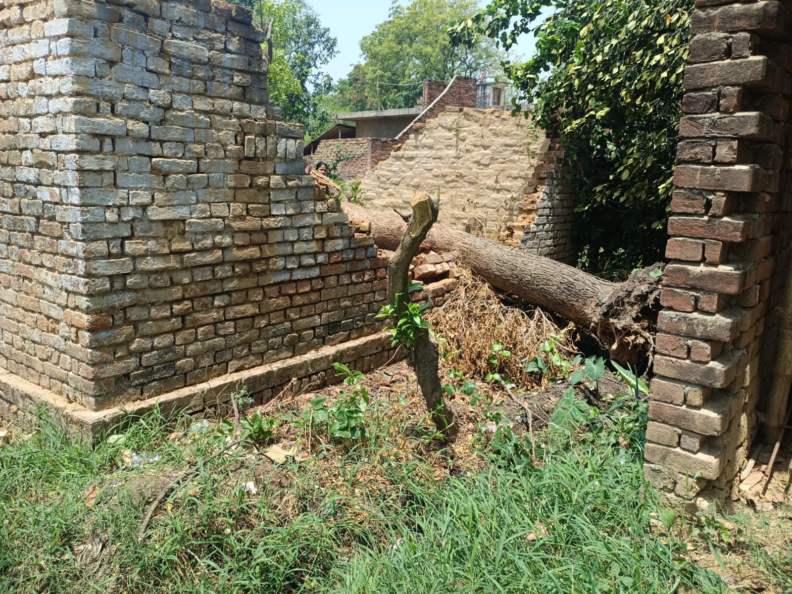 Basti Tin Shed Death | Neem Tree Fall Kills 50-Year-Old Man