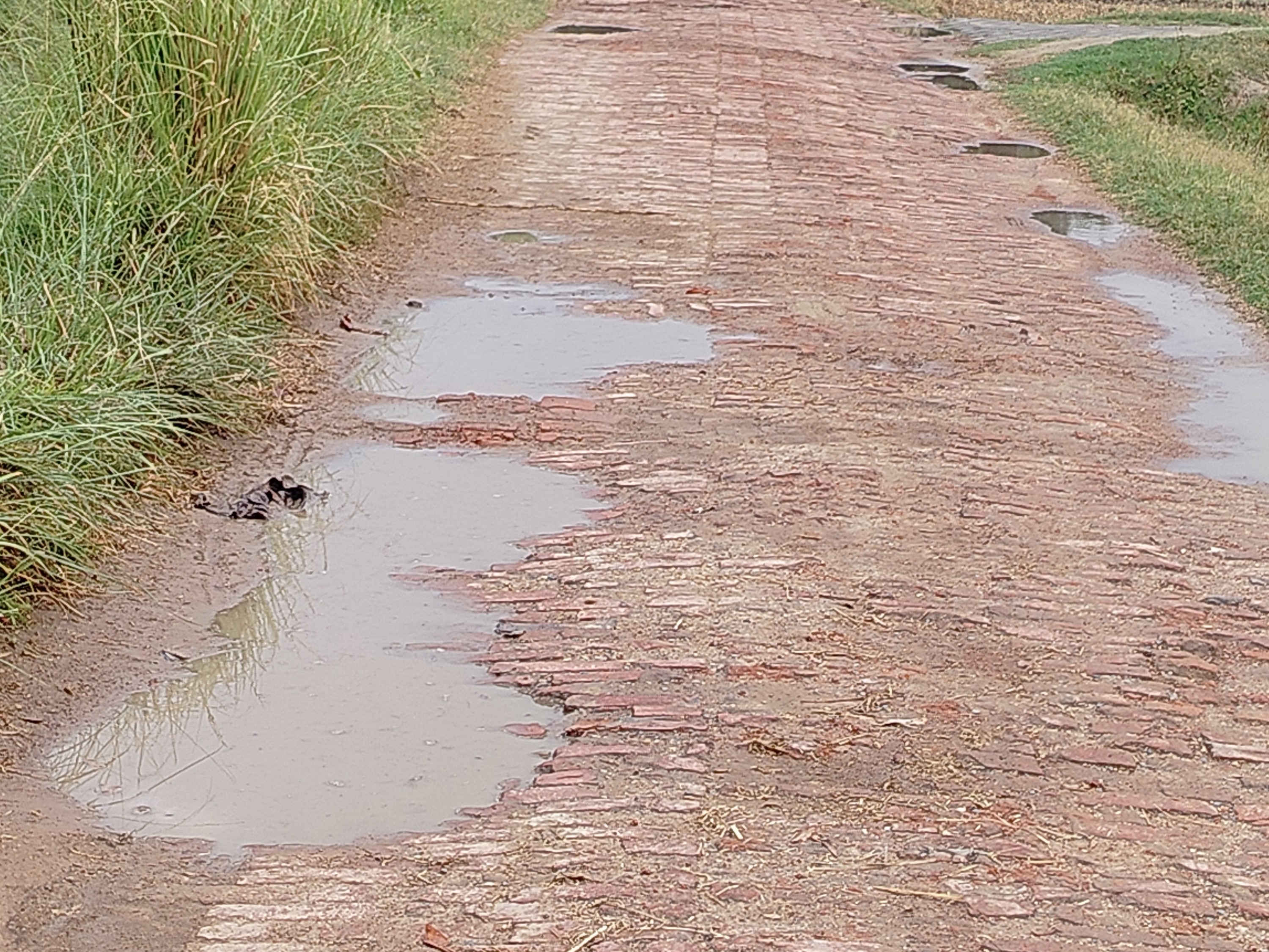 Ayodhya Storm Damage: Mango & Sheesham Trees Fall