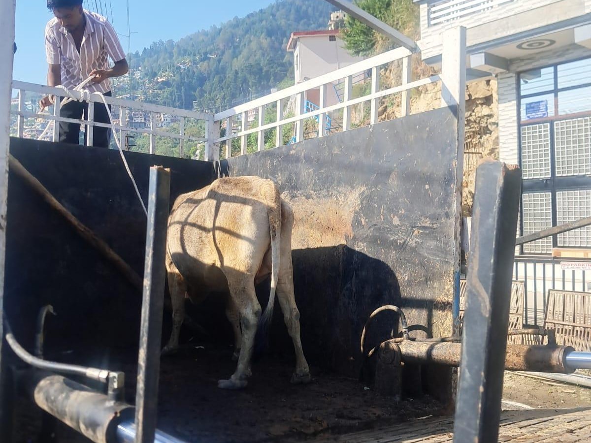 Paudi DM Orders Stray Cattle to Kanji House After Public Complaint
