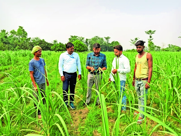 Top borer pest infestation is visible in sugarcane crop