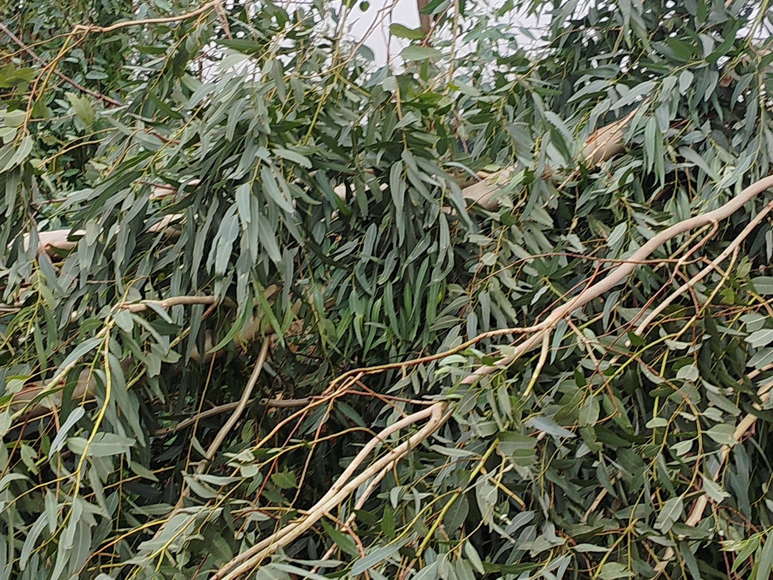Ayodhya Storm Damage: Mango & Sheesham Trees Fall