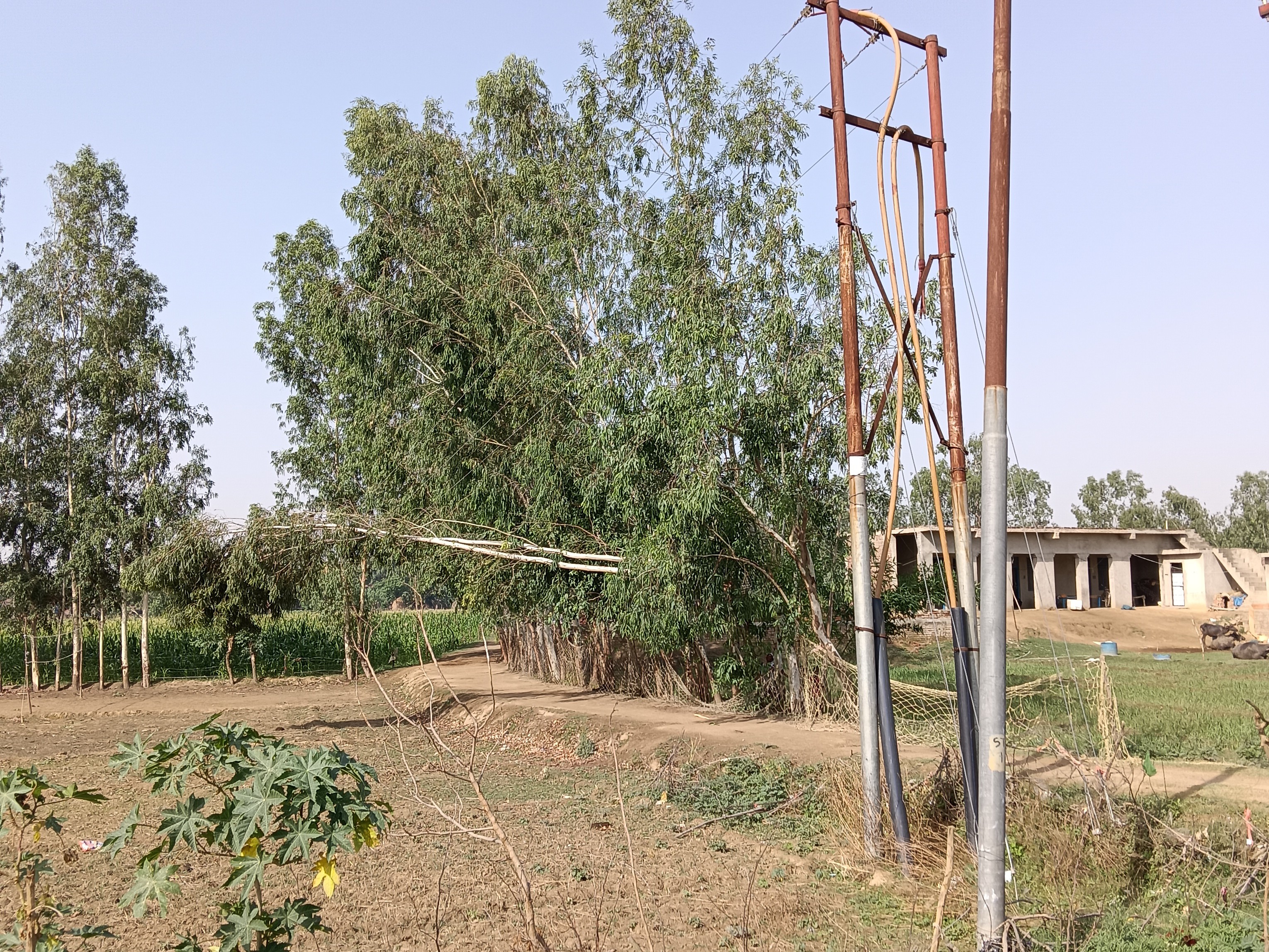 Jaipur People Tree Fall Road Blocked | Houses Roof Blown, Power Outage