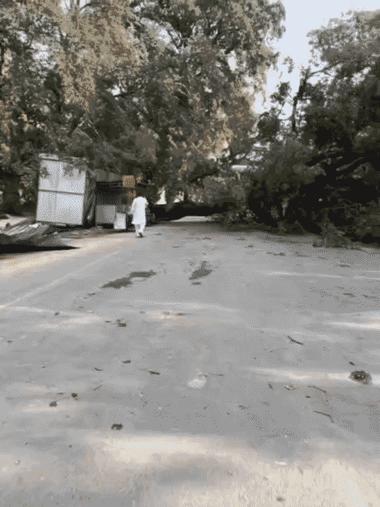 Gorakhpur Tree Fall Blocks Civil Lines Road; DFO Team Dispatched