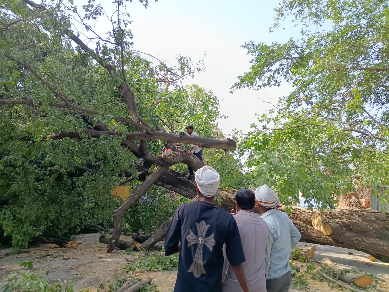 Gorakhpur Tree Fall Blocks Civil Lines Road; DFO Team Dispatched
