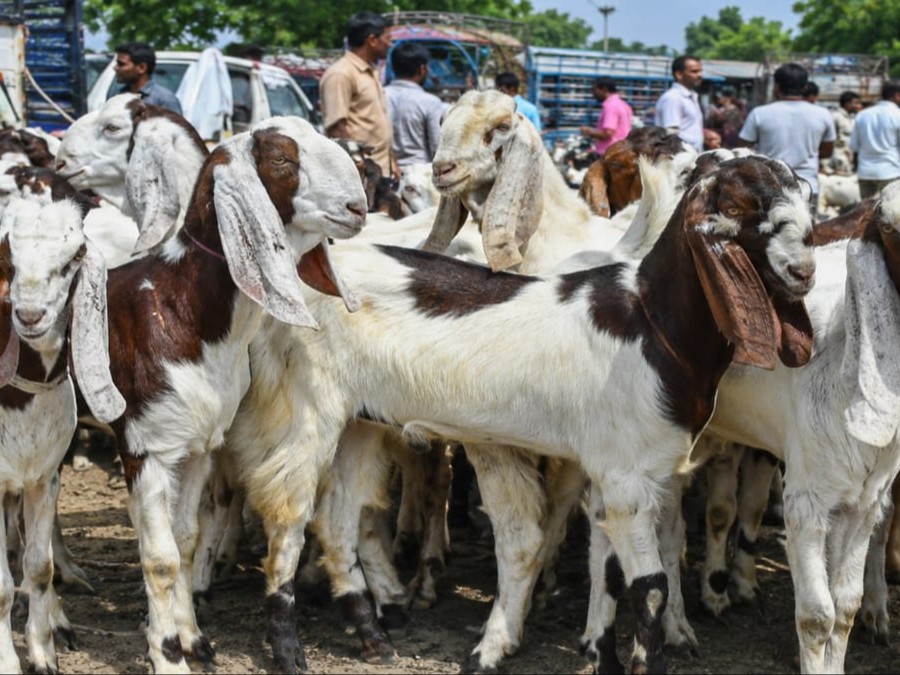 Dehradun Bakrid Goat Market: Sikandar Rs 1.25 Lakh, Tiger Rs 70K Steal Show