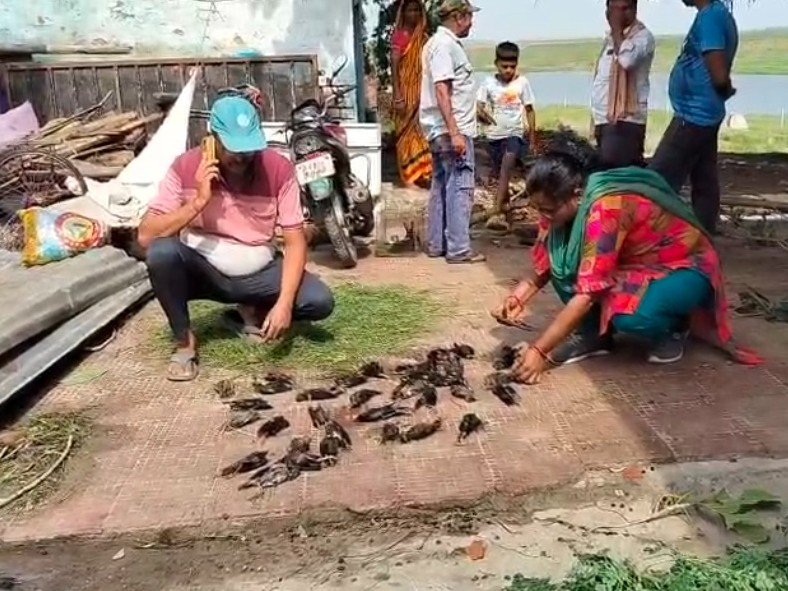 Bhagalpur Storm Kills Thousands Birds | Rescue Teams Collect Dead