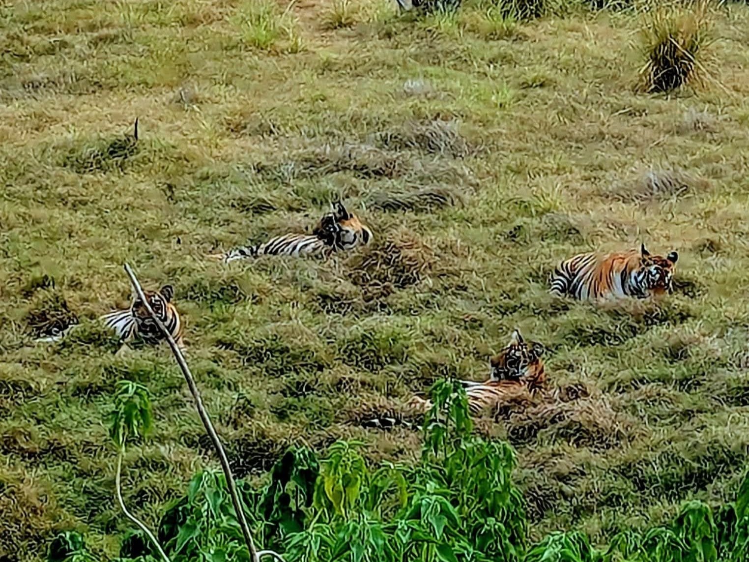 Satpura Tiger Reserve: Tigress & Cubs Relaxing, Eating Prey; Tourists ...