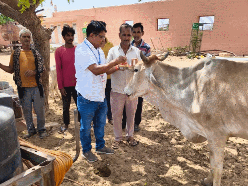 Pashu Banjhpan Nivaran Shivirs | Balesar Ganga Jal Sanrakshan