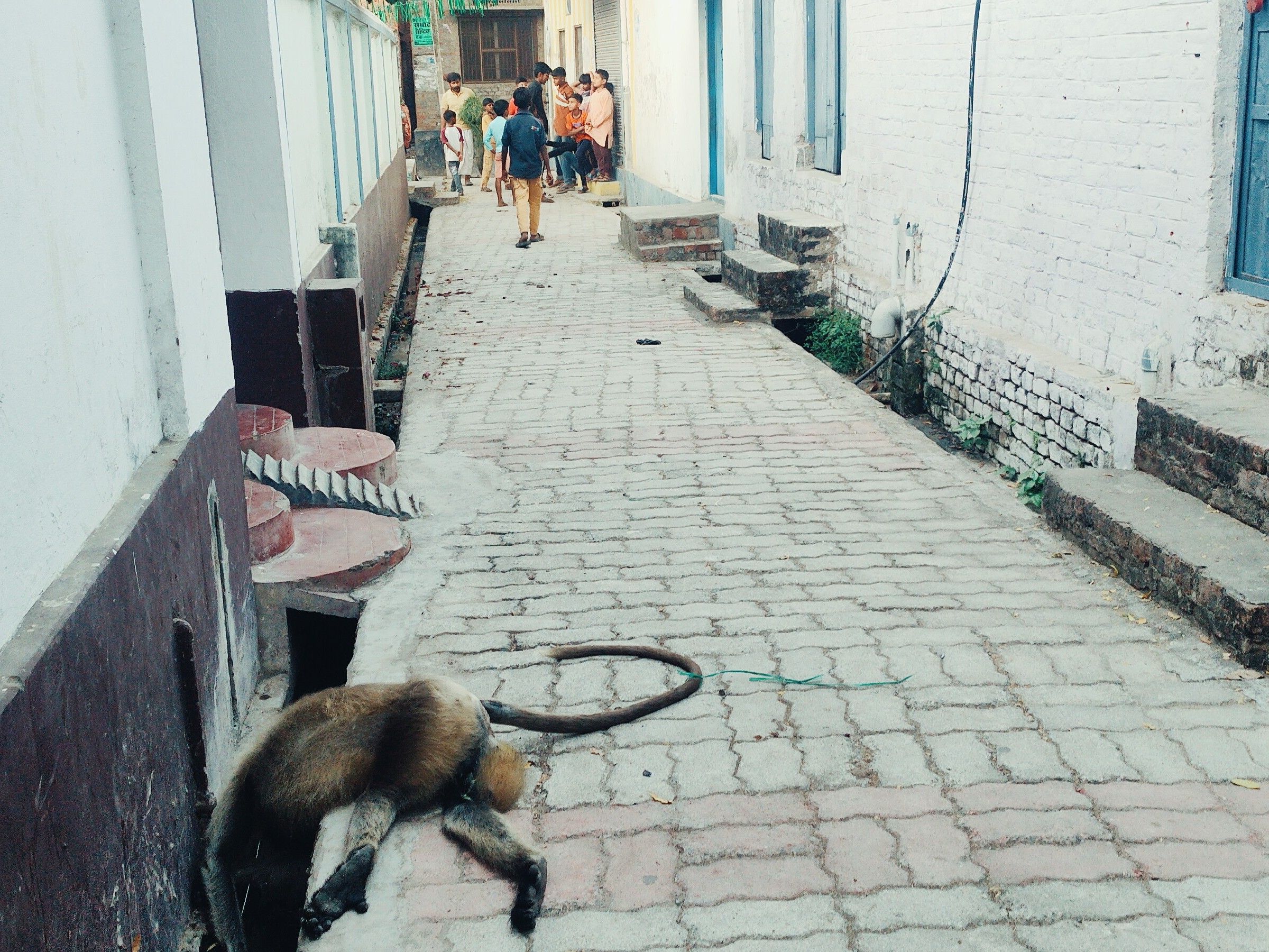 Ghazipur Bara Village Langur Death | Villagers Demand Wire Repair