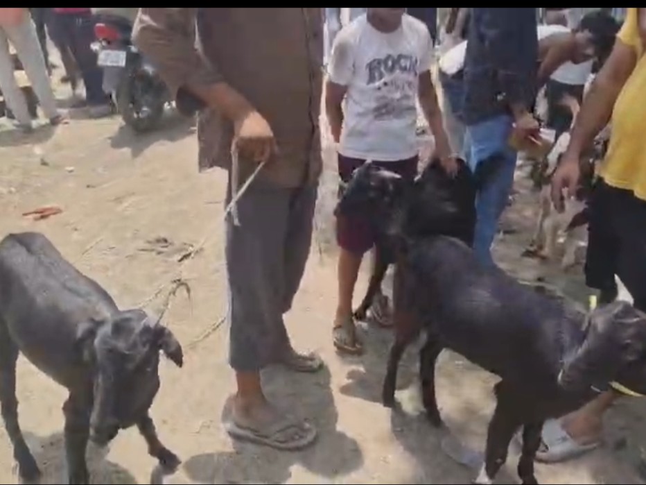 Bakri Eid Goat Markets Buzz | Ajmeri, Jamnapari Breeds; Totapari Goat ...