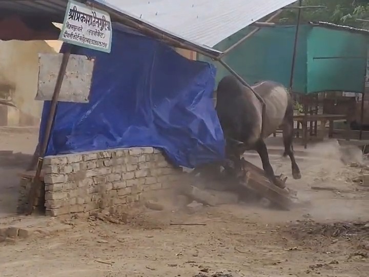 Fatehabad Tehsil Bulls Fight | Advocate Bed Broken Chaos
