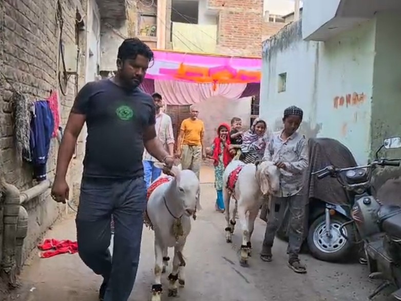 Burhanpur Tea-Drinking Goat Sells for ₹1.11 Lakh Before Bakrid