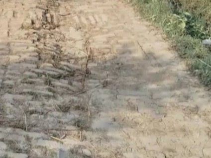 Shravasti Farmers Struggle | Dilapidated Road Hampers Paddy Transplant
