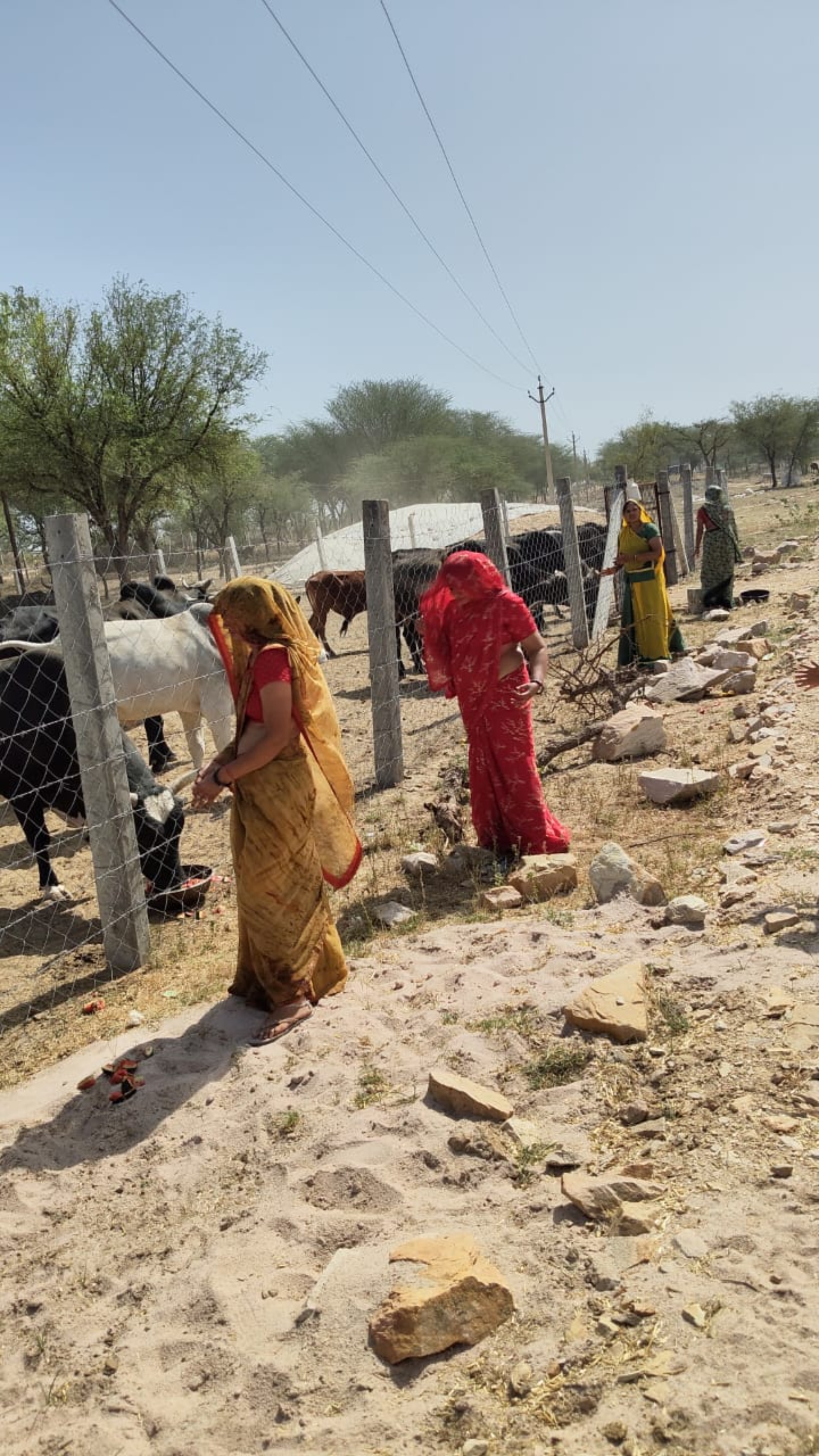 Cow Savamani in cowshed, watermelons fed to cows