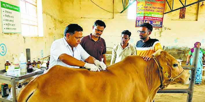 Cleanliness and animal infertility prevention camp organized in cow shelter
