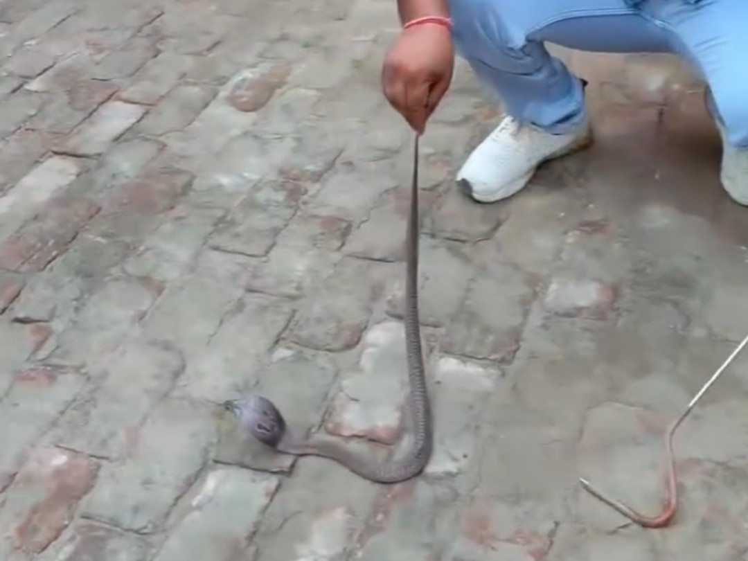 Kateya Nagar Businessman House Cobra Snake Rescue | Team Safely Caught