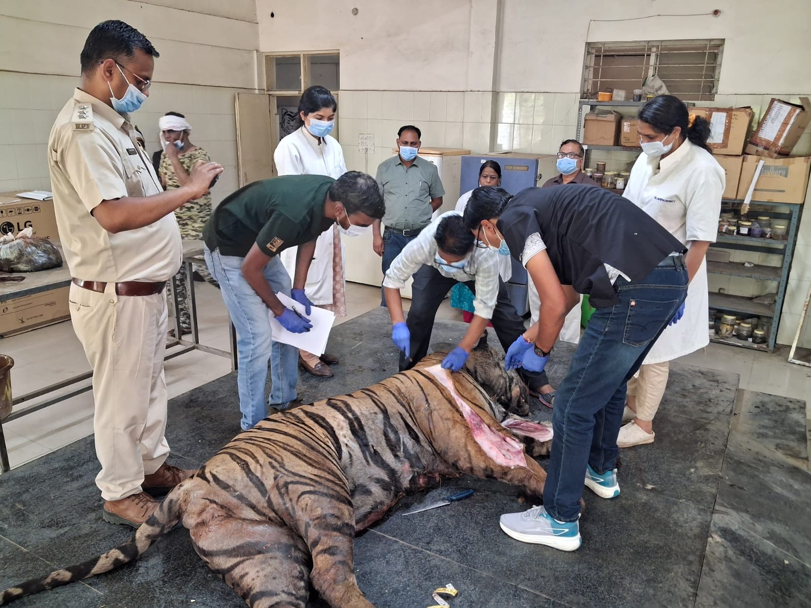 Bandhavgarh Tiger Death | Postmortem Report Empty Stomach, Sample Wait