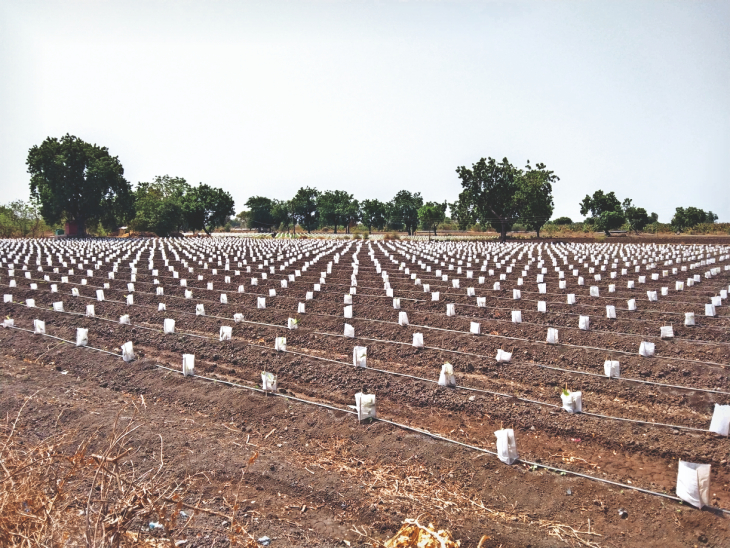 Farmers are adopting crop cover techniques to protect plants during the ...