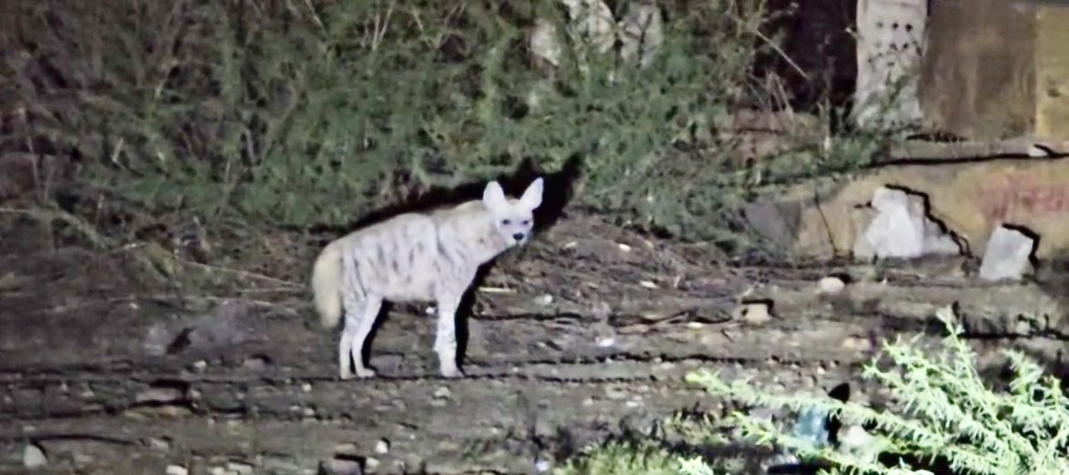 Hyena terror, has attacked many cattle