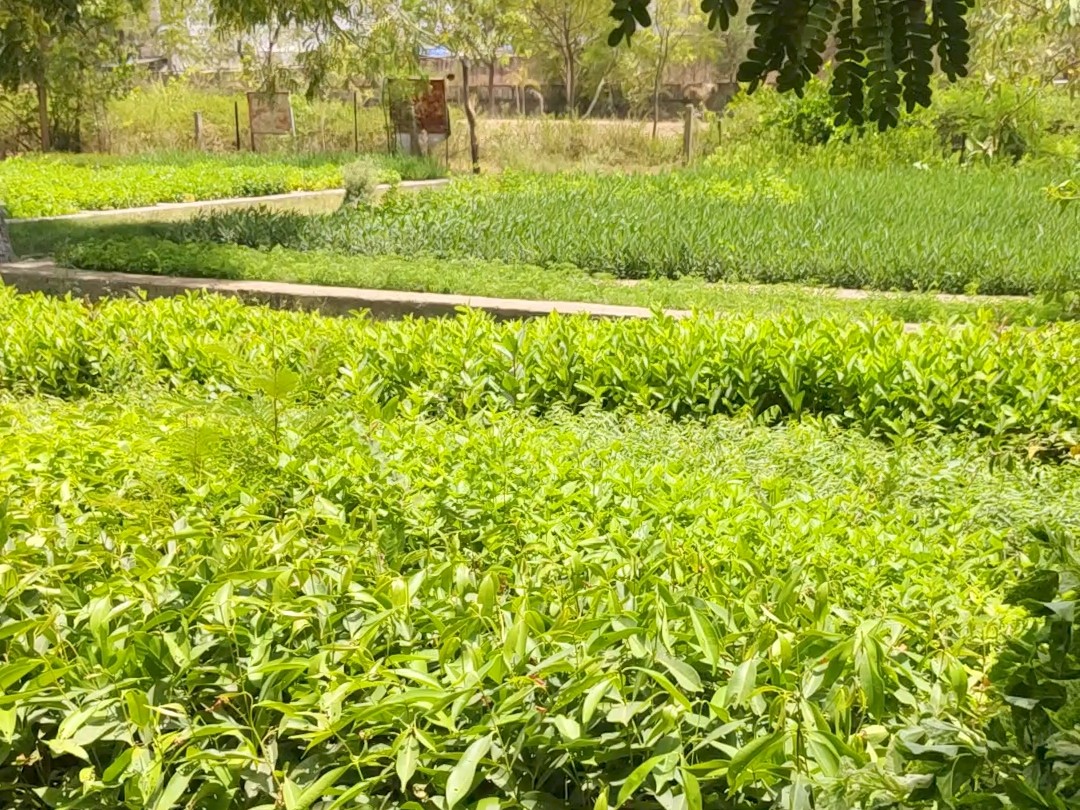 Baran Green Drive: 251 Tree Gardens, Fruit & Shade Saplings for July ...