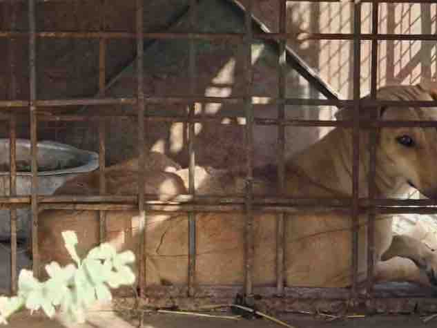 Kishangarh Leopard Alert | Bajeda Balaji Cage Dog Bait