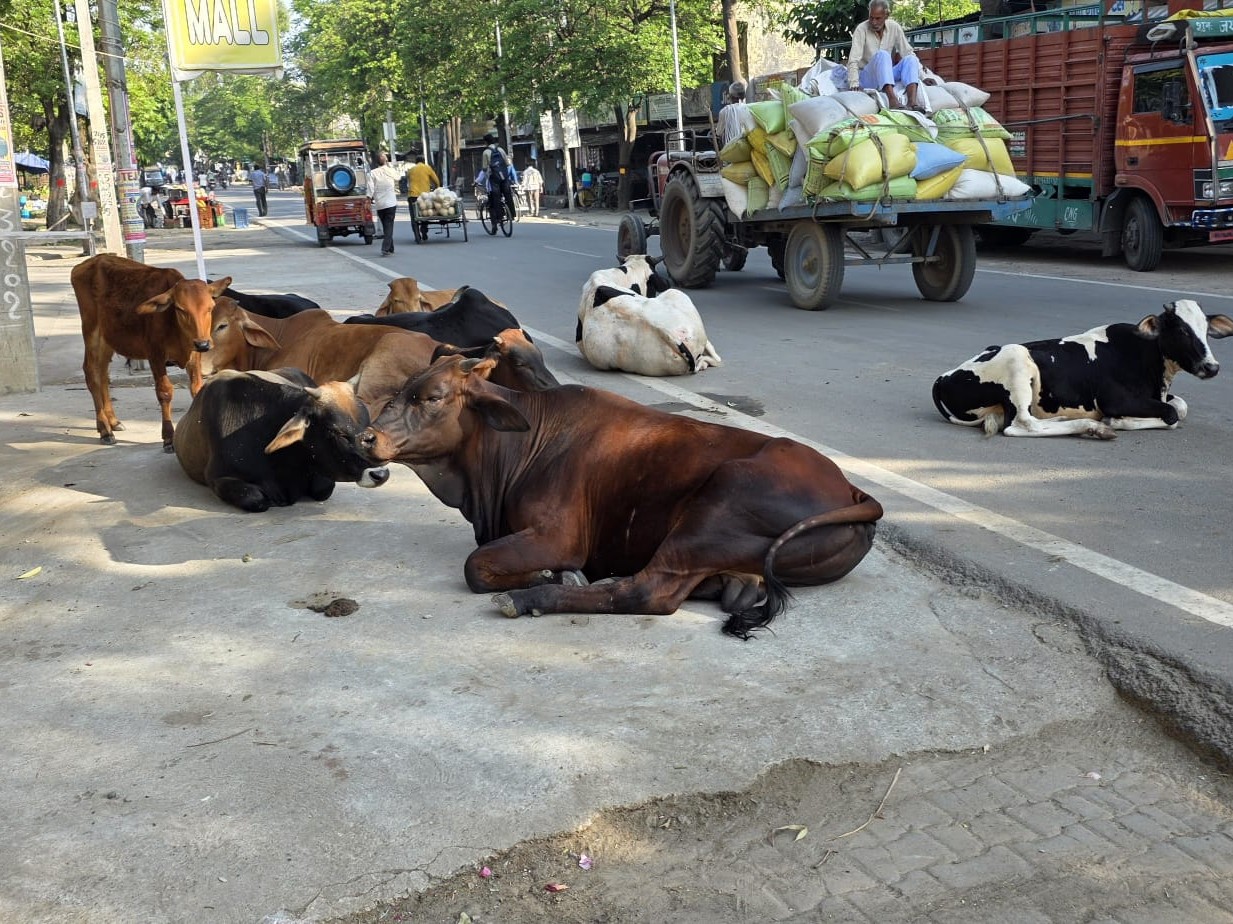 Shamli Resident Car Overturns | Rampura Highway Stray Cattle Accident