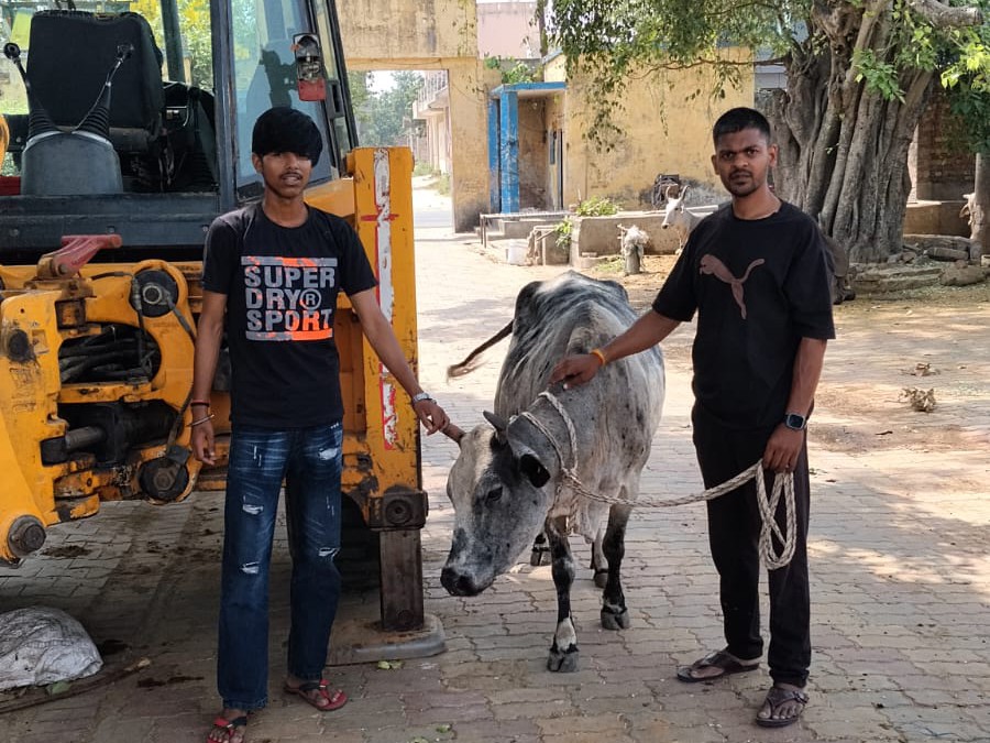 Mwana Hindu Samaj Adhyaksh Ankur Saini Rescues Stray Cow
