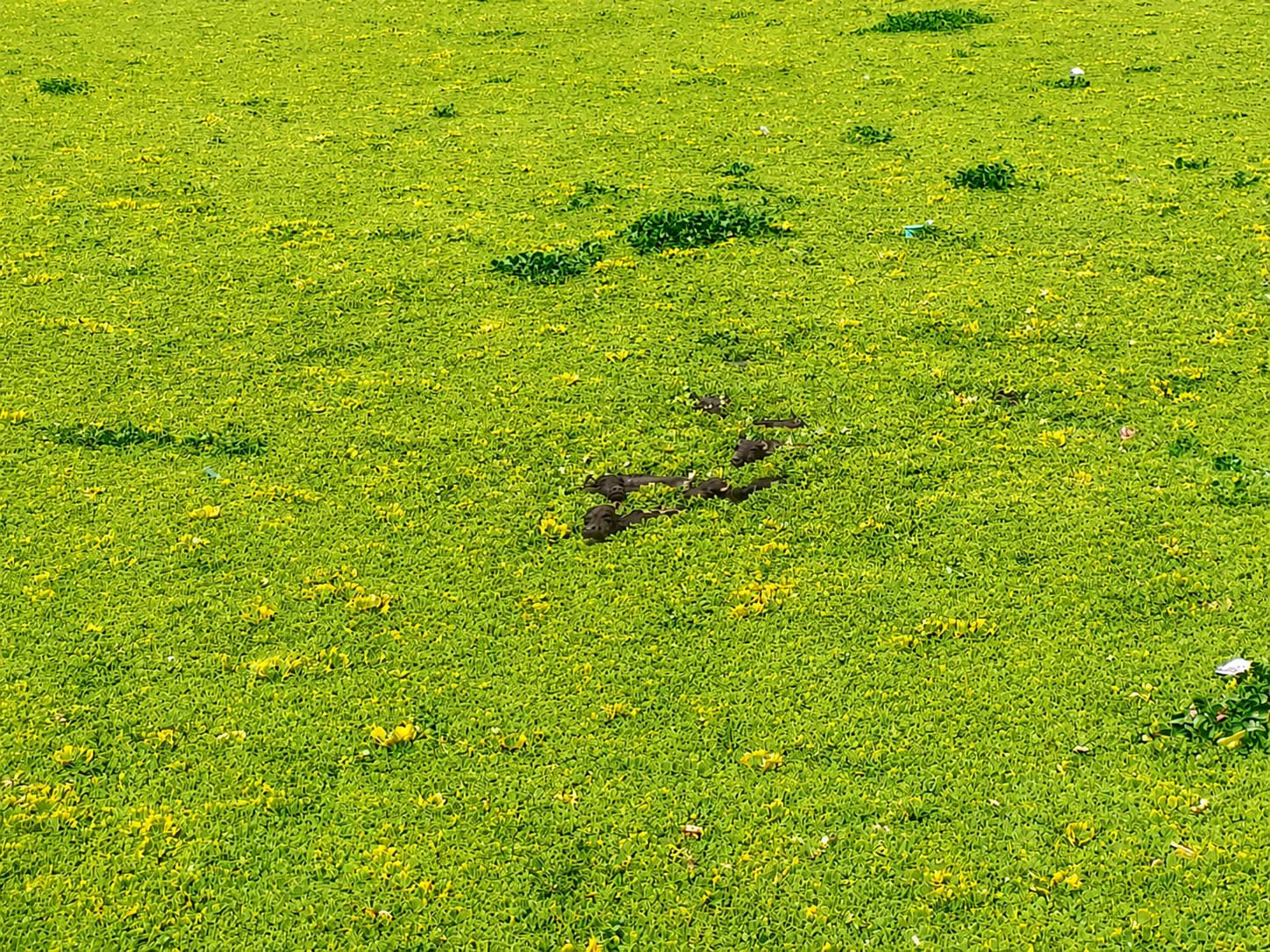 Rajasthan River Water Hyacinth Threatens Cattle & Water Sources