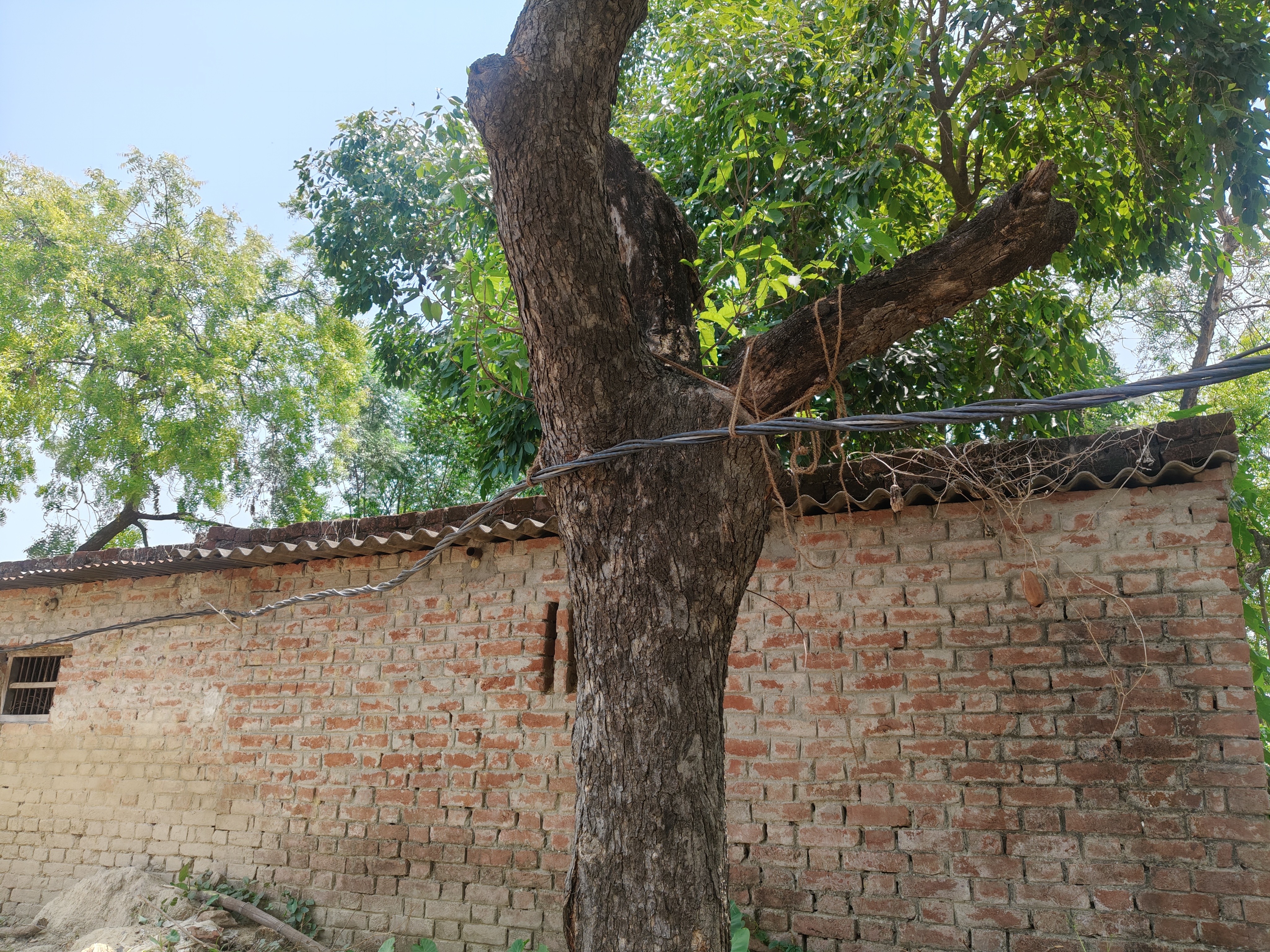 Belpar Pandit Electricity Pole Danger | Tree & Wall Support