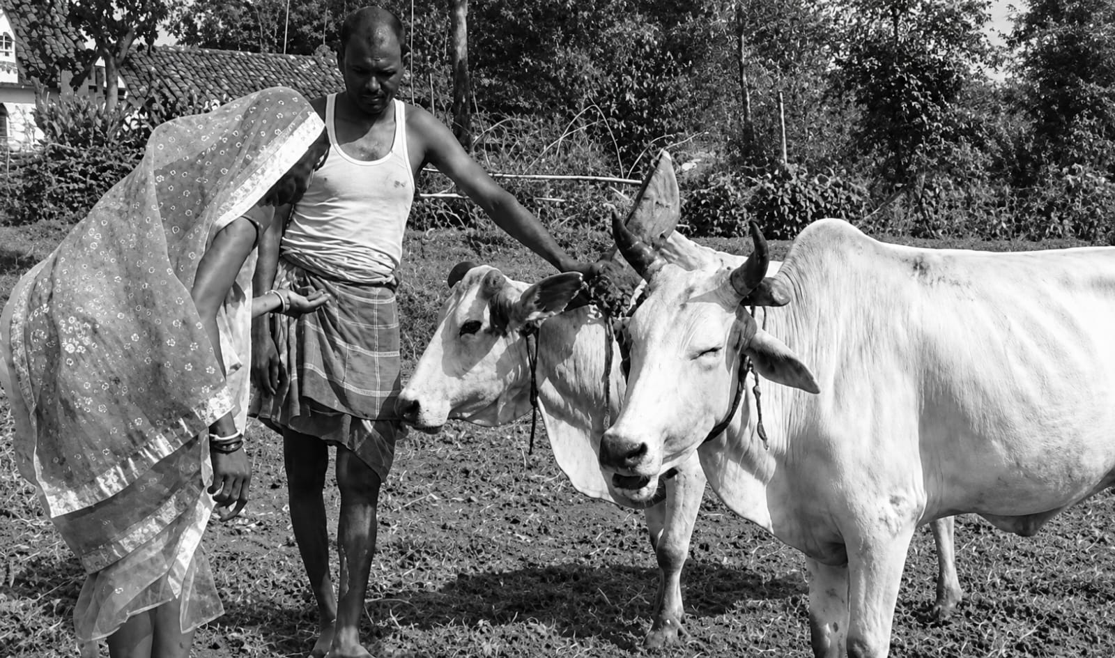 Rohin Parva will be celebrated today, a centuries-old festival linked ...