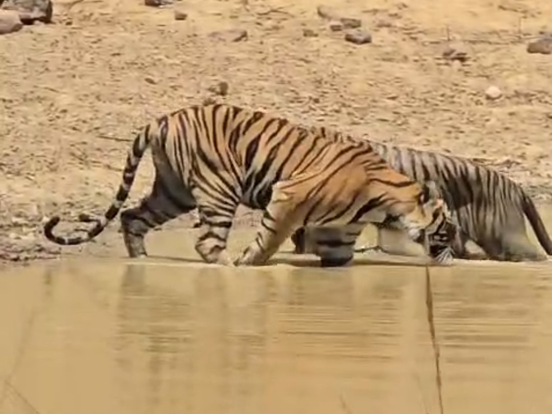 Umaria Bandhavgarh Tiger Cubs VIDEO | Khitauli Talab Shavak Viral