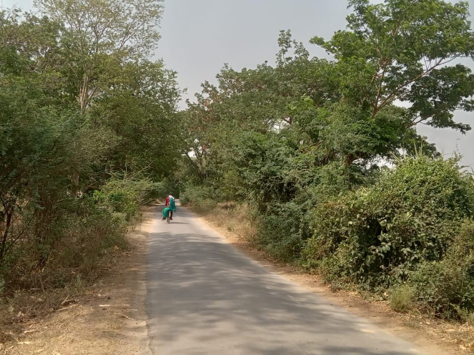 Gahmar-Bara Canal Road Bushes Cause Danger, Accident Risk Rises