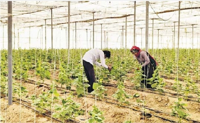 Drip Irrigation: Amid water scarcity, drip irrigation is filling fields ...