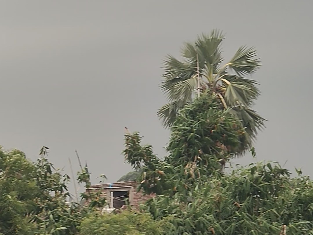 Gopalganj Weather Update: Thandi Hawa, Temperature Drops | Barish Ke Asar