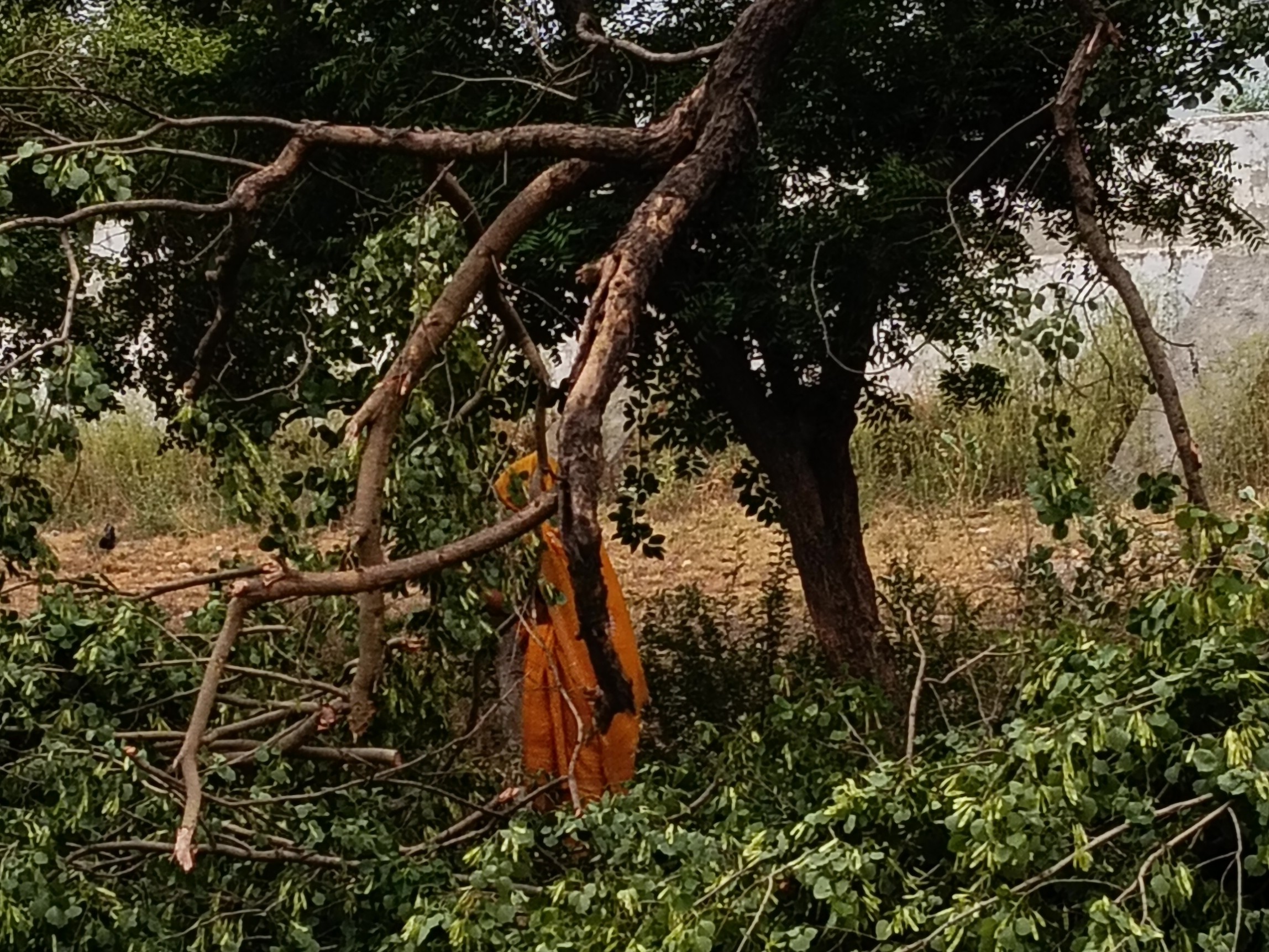 Strong Winds Damage Rural Areas | Trees Fall, Poles Break, Three Injured