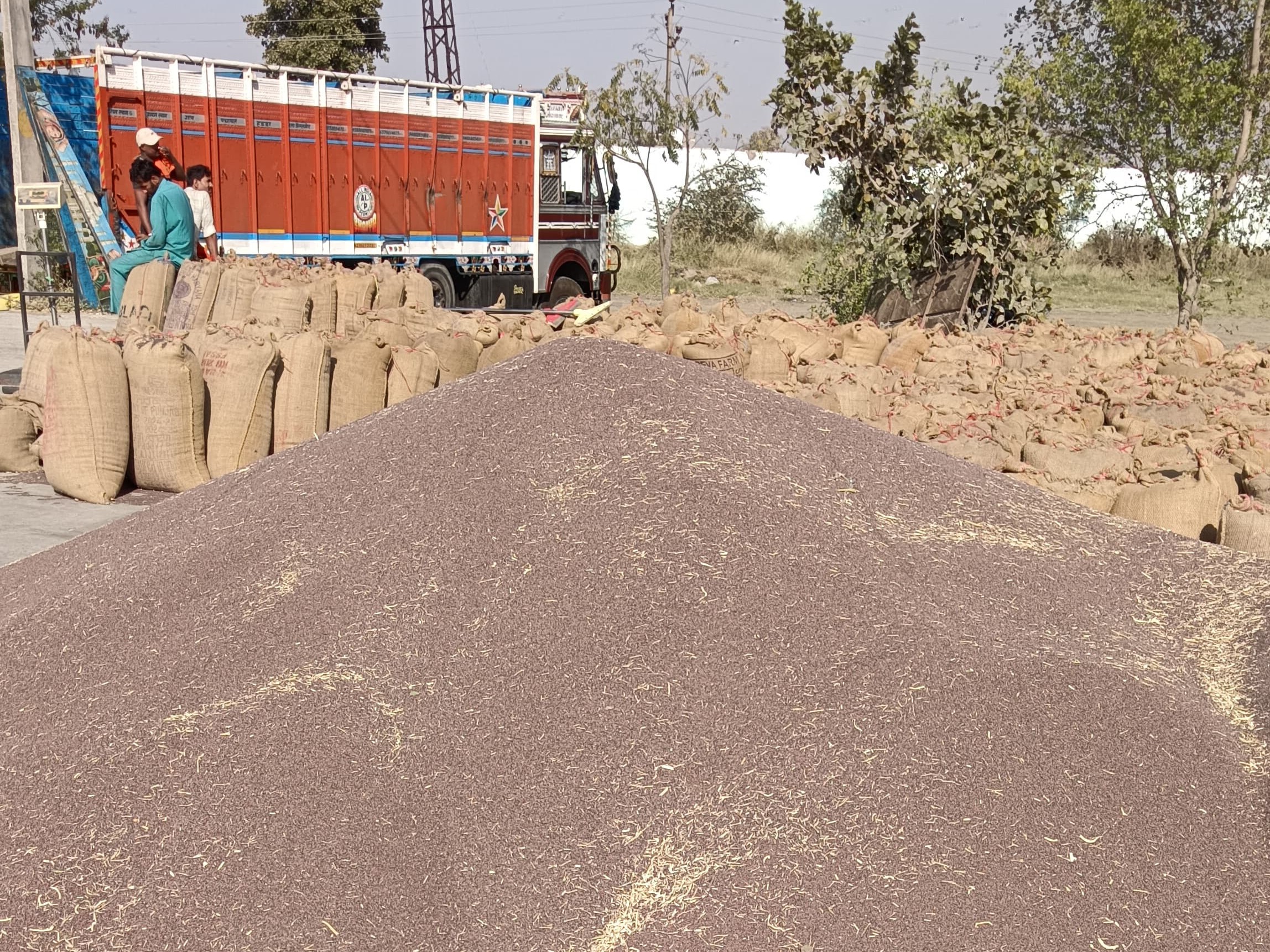 Kawai Mandi: Flaxseed ₹8790, Coriander ₹10800Quintal