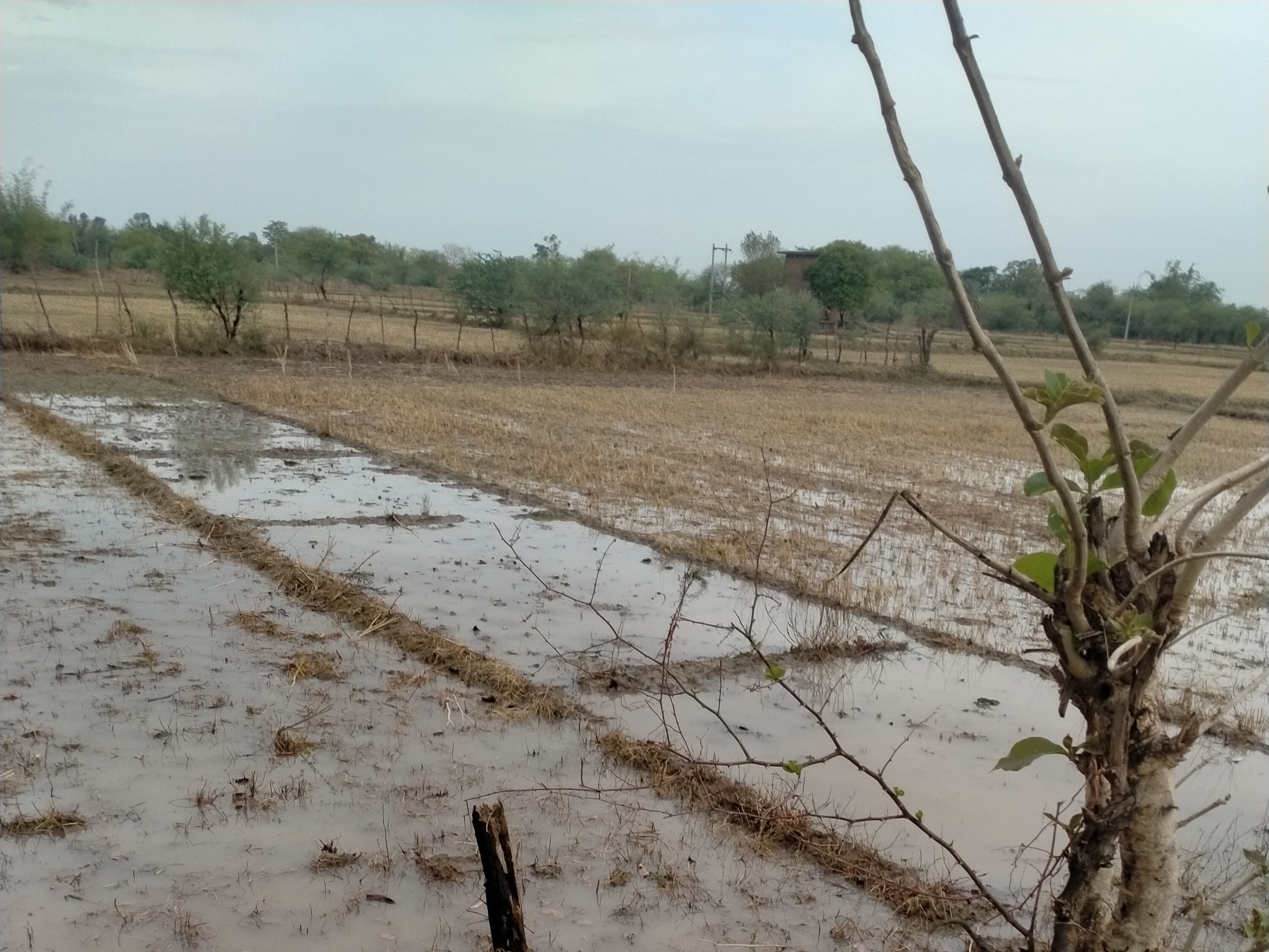 Kamasin Storm: Tin Sheds Blown Away, Trees Fall, Power Outage