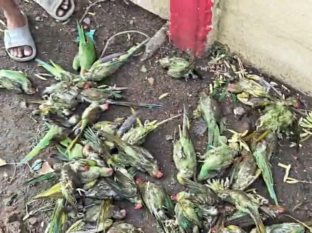 Chitrakoot Tree Branch Fall Kills 500 Birds | Locals Rescue Injured