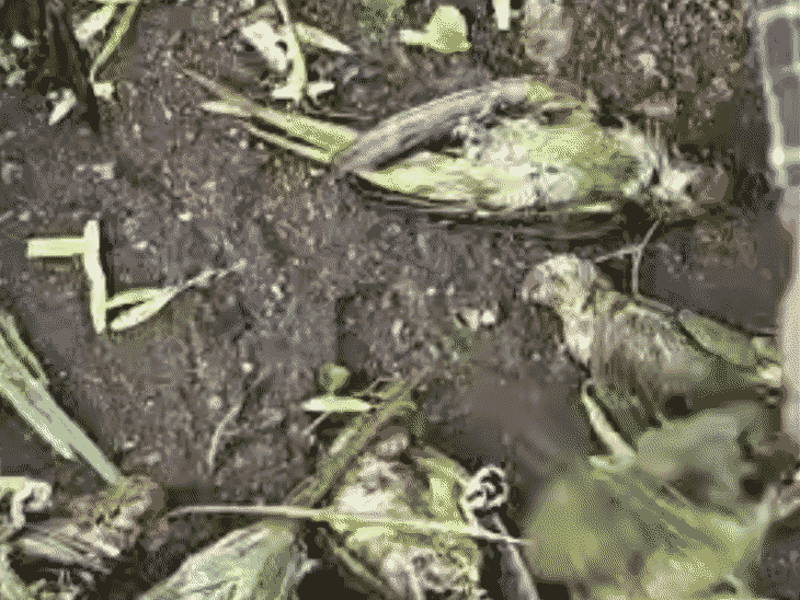 Chitrakoot Tree Branch Fall Kills 500 Birds | Locals Rescue Injured