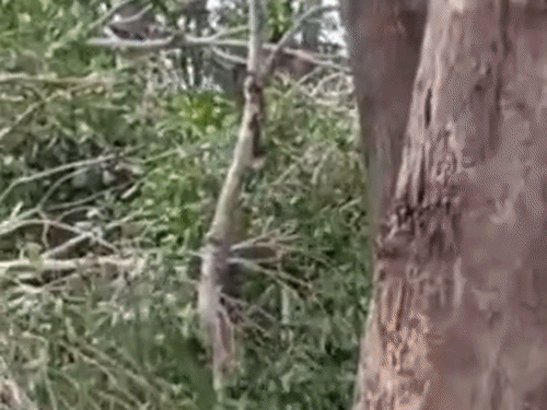 Banda Storm Disrupts Life | Trees, Poles Down; 80 KMPH Winds