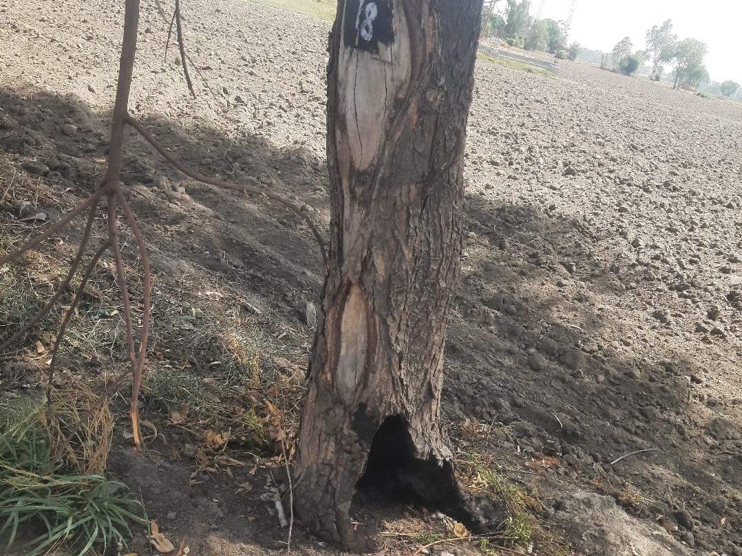 Sirsa Stubble Burning: Trees Burn, Danger to Public | Forest Dept Acts
