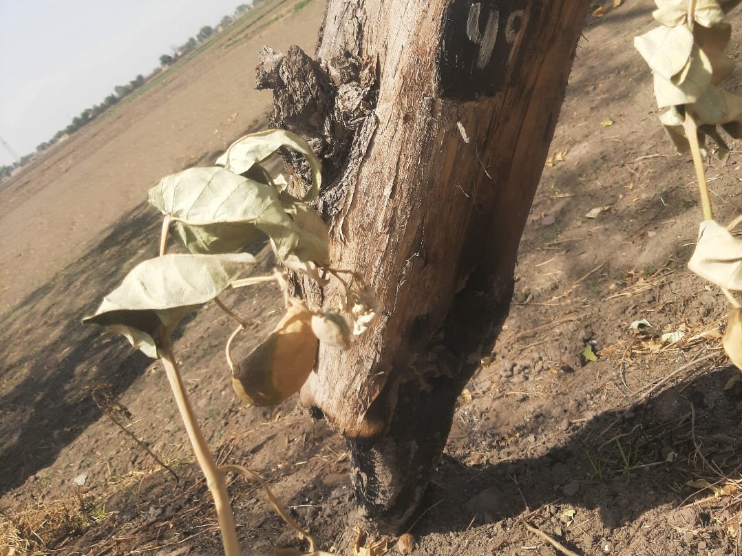 Sirsa Stubble Burning: Trees Burn, Danger to Public | Forest Dept Acts