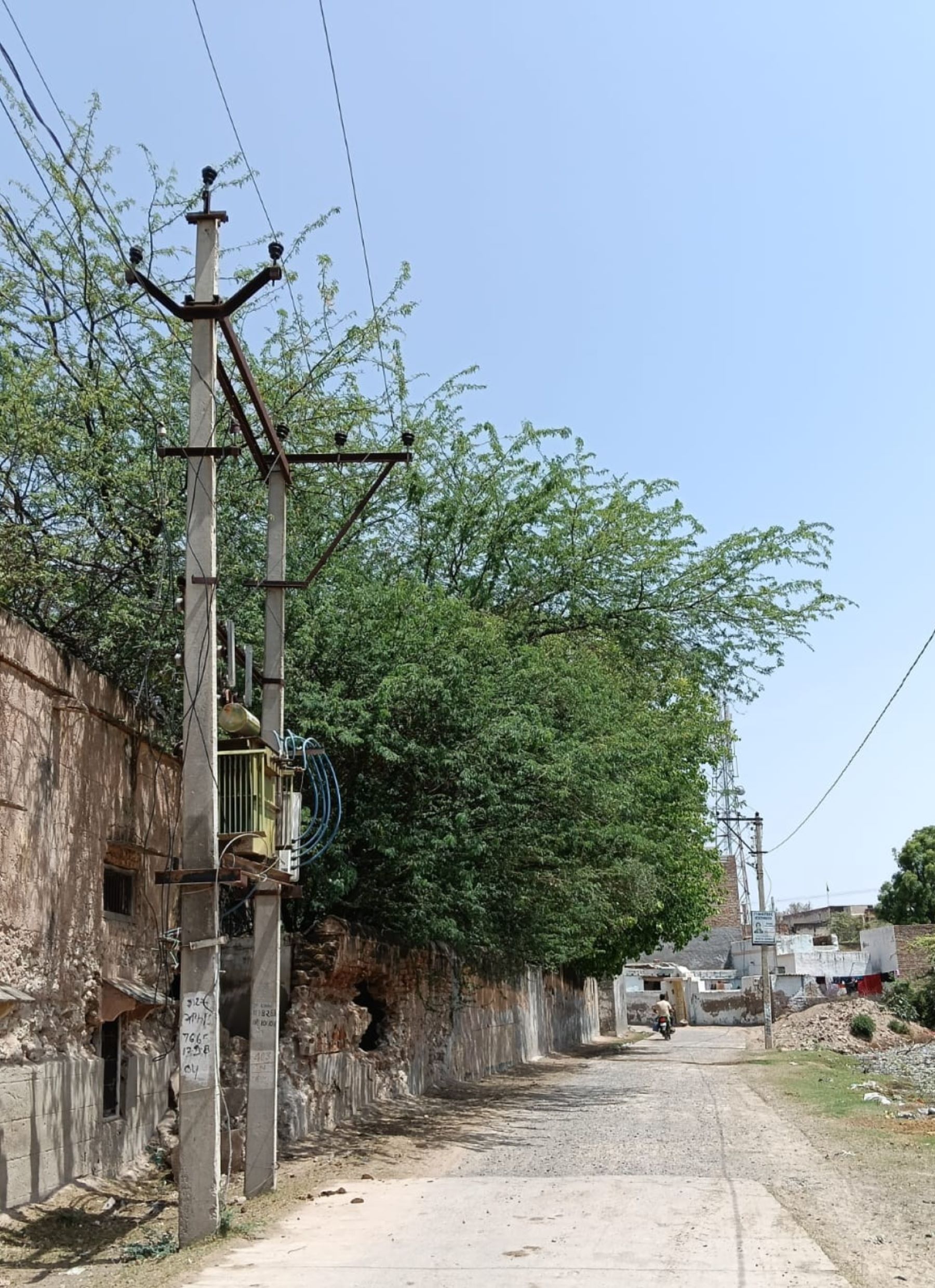 Line wires passing through the branches of Kikar tree, fear of accident