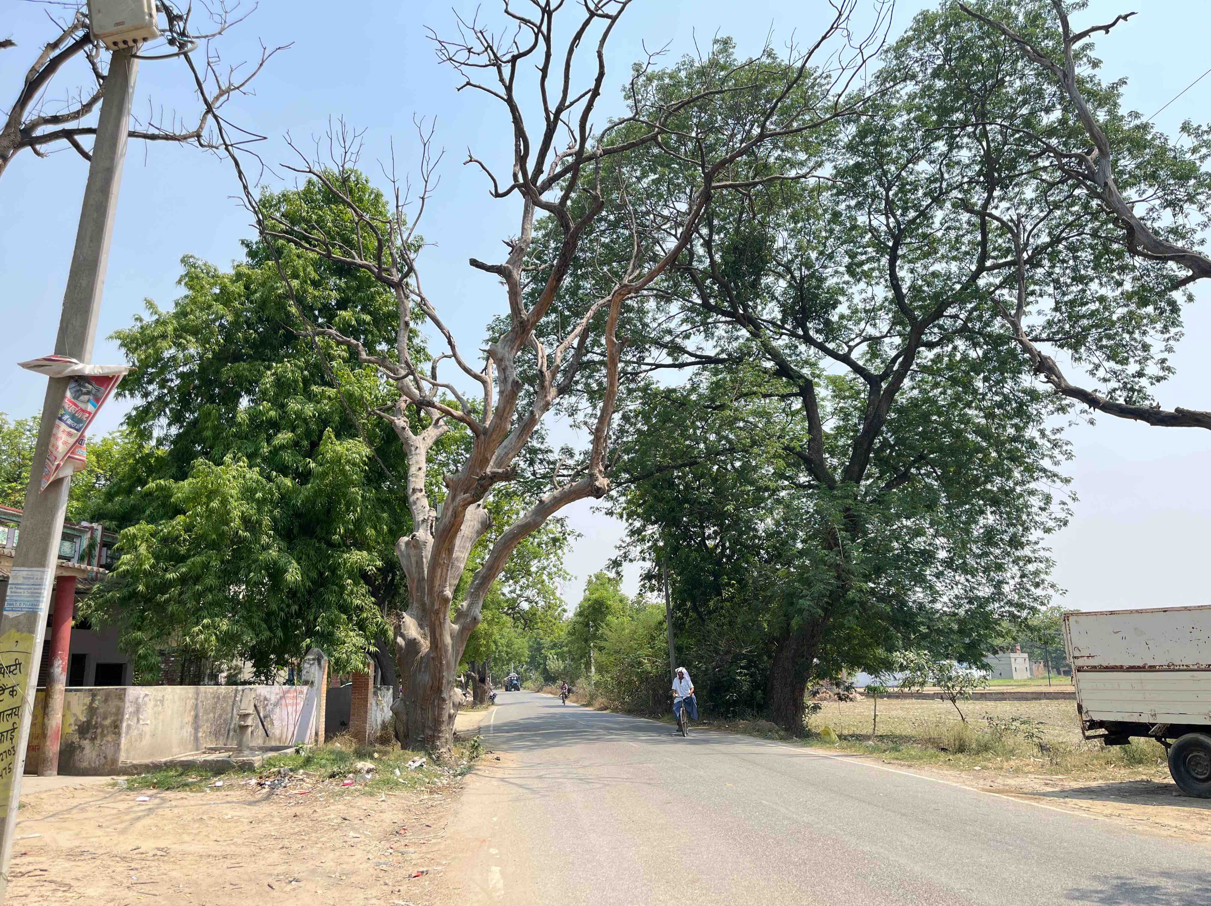 Bhadohi Danger: Dry Trees on Gnanpur-Durgaganj Road