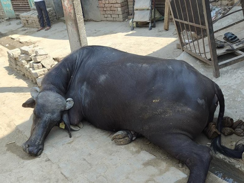 Latest adampur (hisar) News (आदमपुर (हिसार) न्यूज़): पढ़ें 31 मई के ...