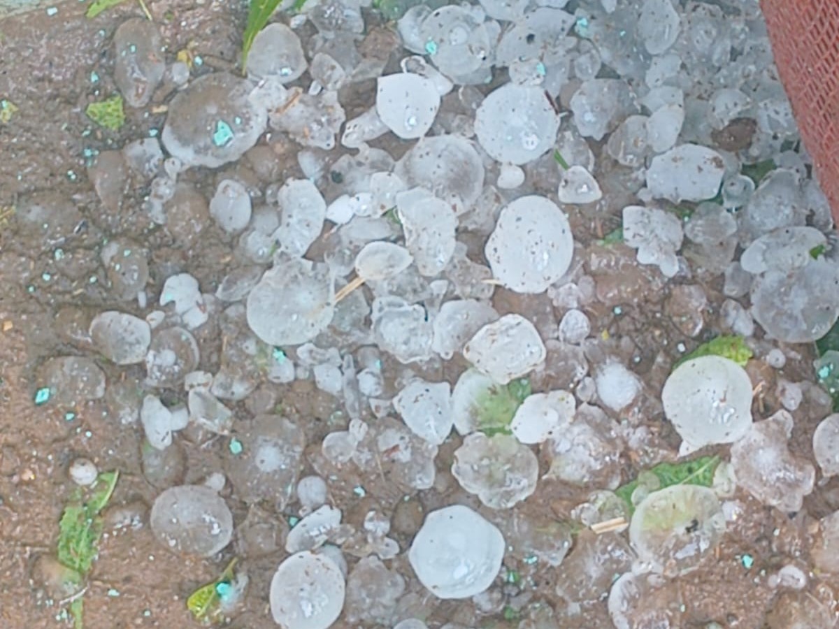 Mursan Hailstorm Devastates Crops in Nagla Gajua Villages