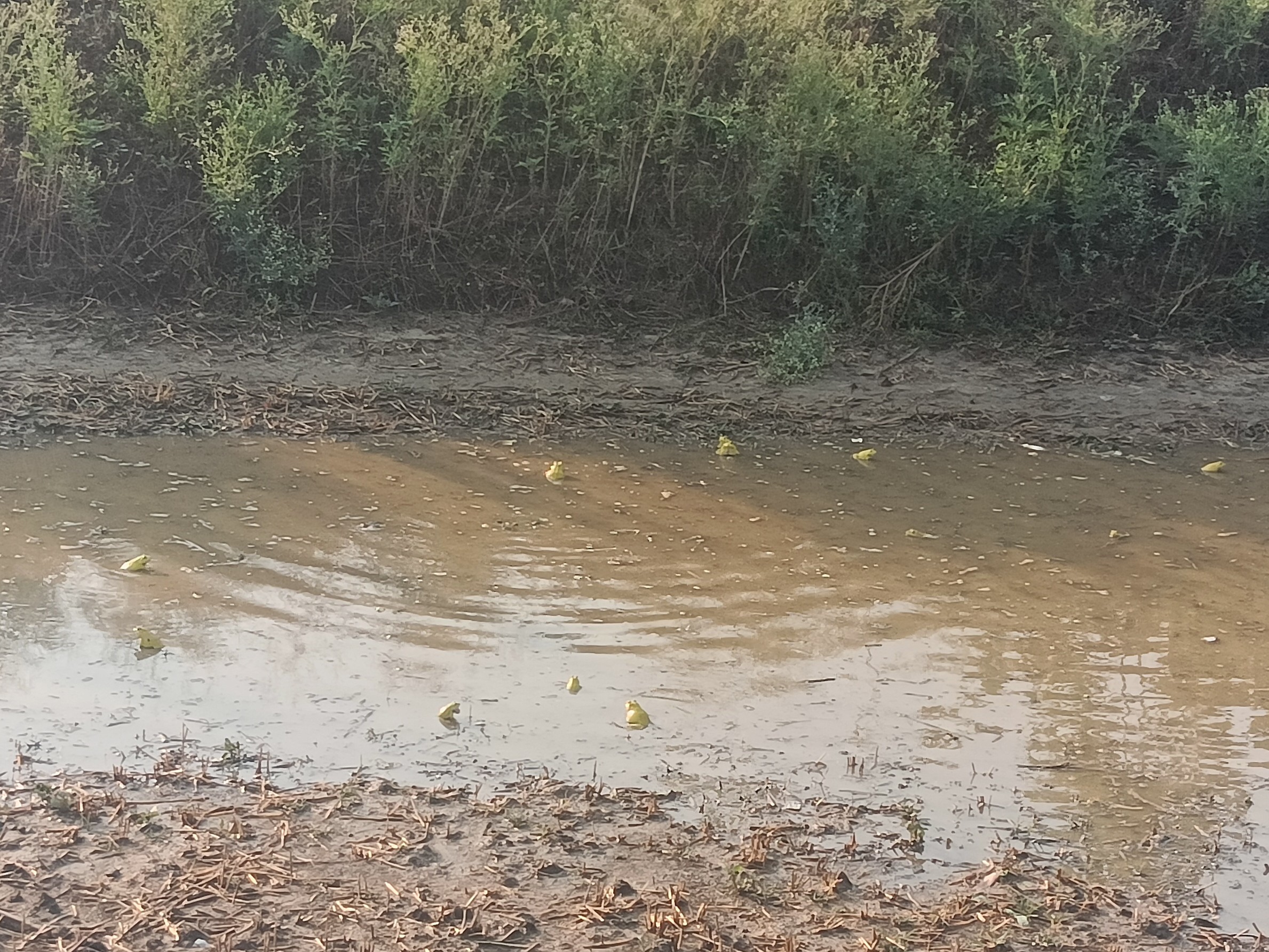 Budayun Frog Chorus | Rain Brings Relief; Unique Sight